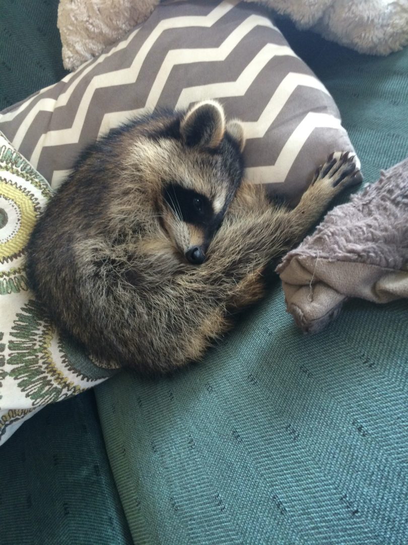 Самые милые животные: 170 картинок