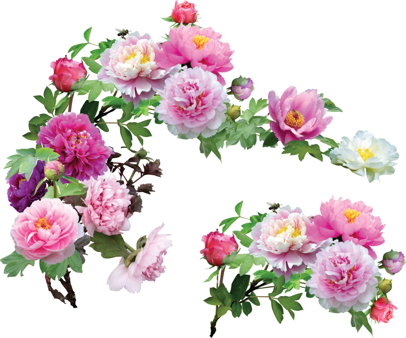 Цветы пнг (130 картинок на прозрачном фоне)