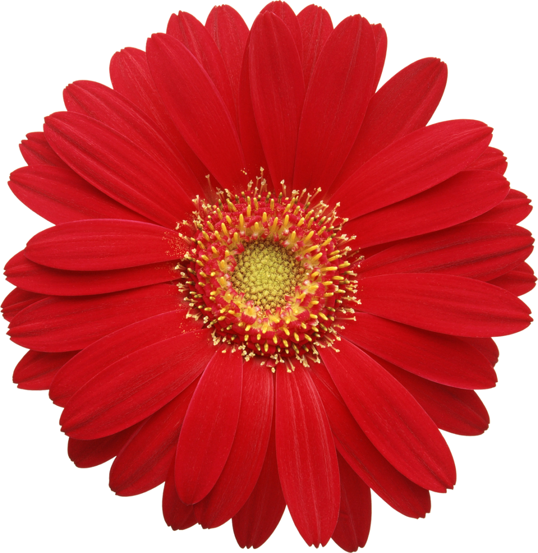 Цветы пнг (130 картинок на прозрачном фоне)