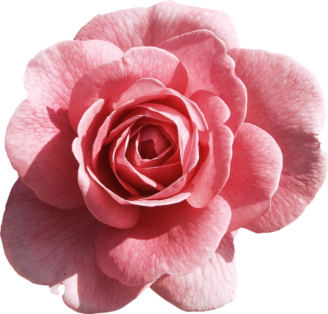 Цветы пнг (130 картинок на прозрачном фоне)