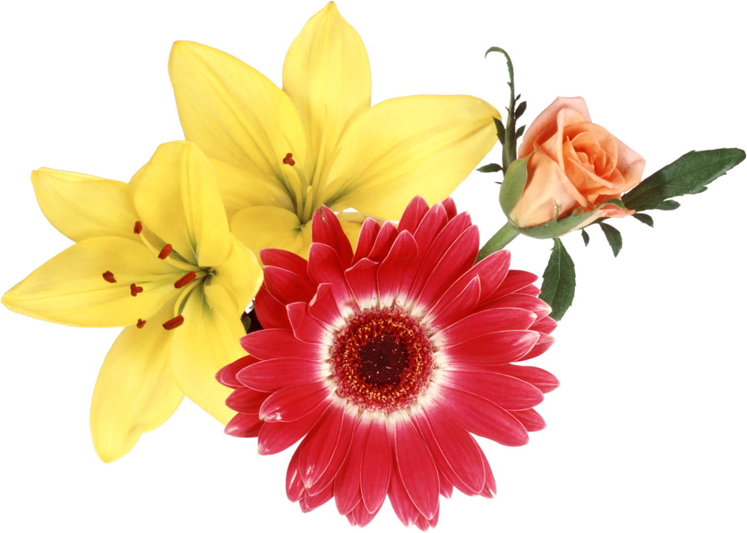 Цветы пнг (130 картинок на прозрачном фоне)